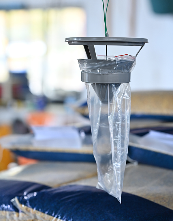 MASS® TRAP - InPest